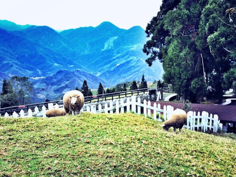 Qingjing Farm @ Taiwan