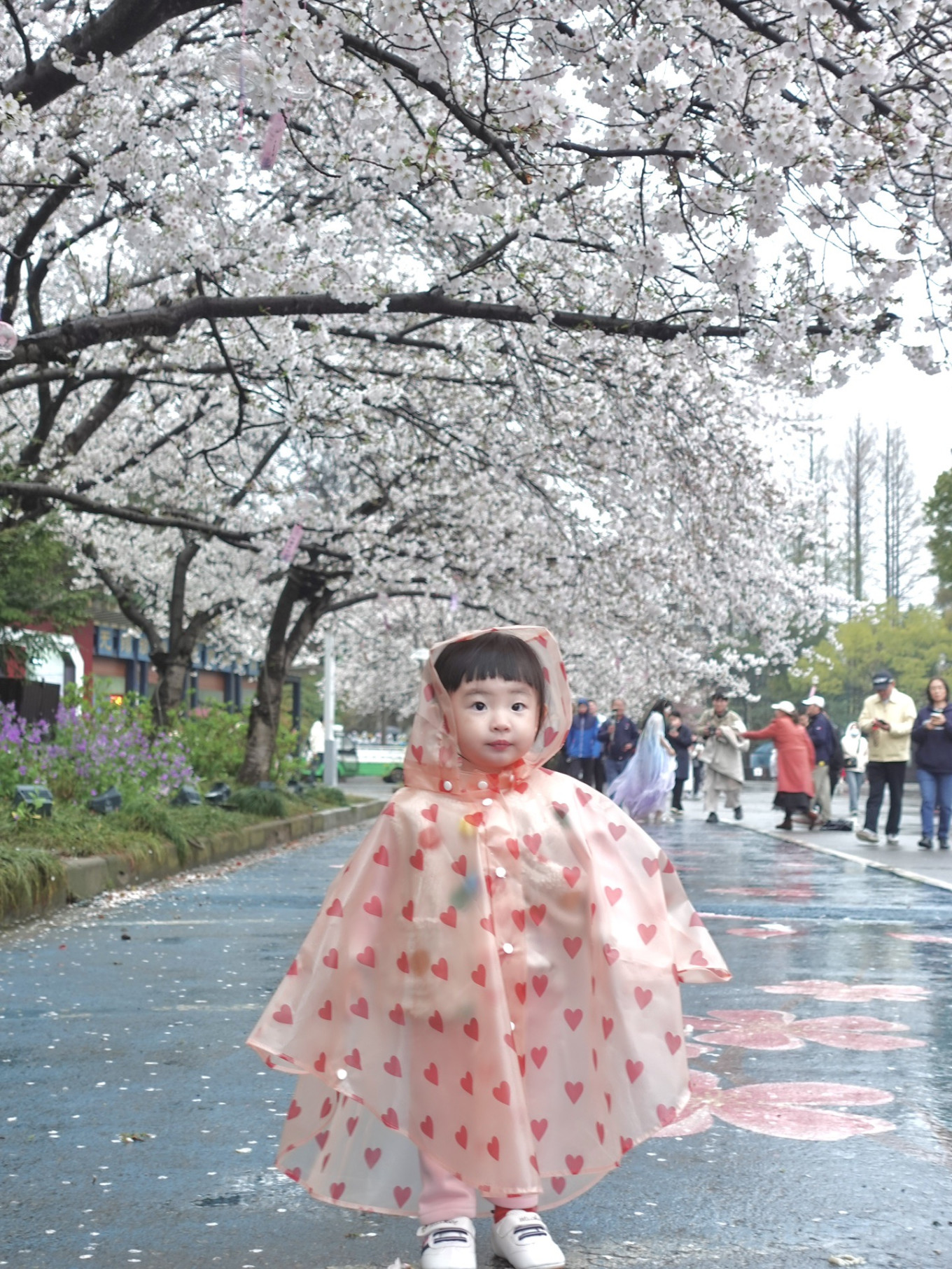 Yuantouzhu Cherry Blossom Park: Discover Wuxi’s Hidden Sakura Wonderland